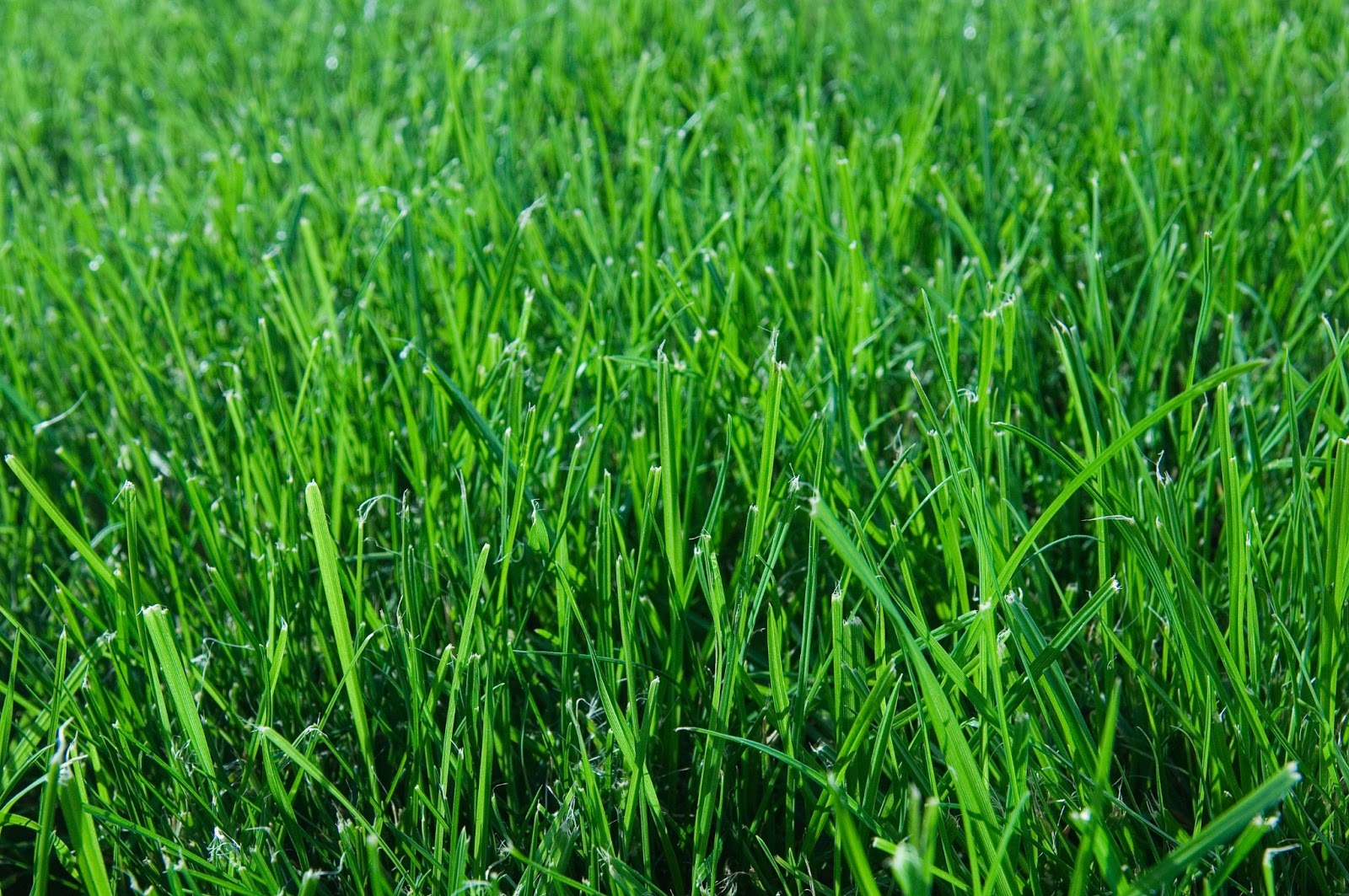 de Onzichtbare Brug: Groener Gras
