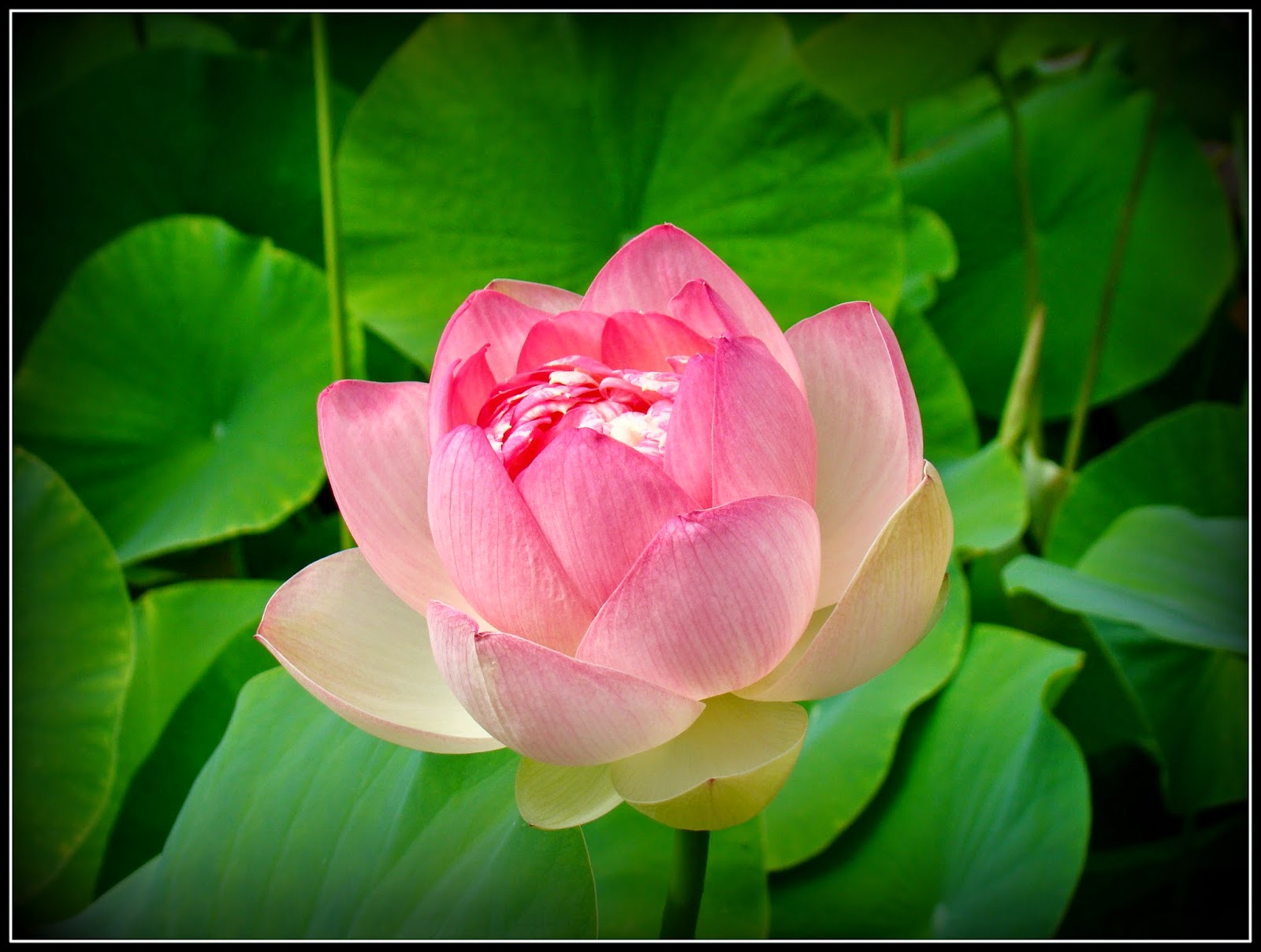 imagenes de flores hermosas grandes