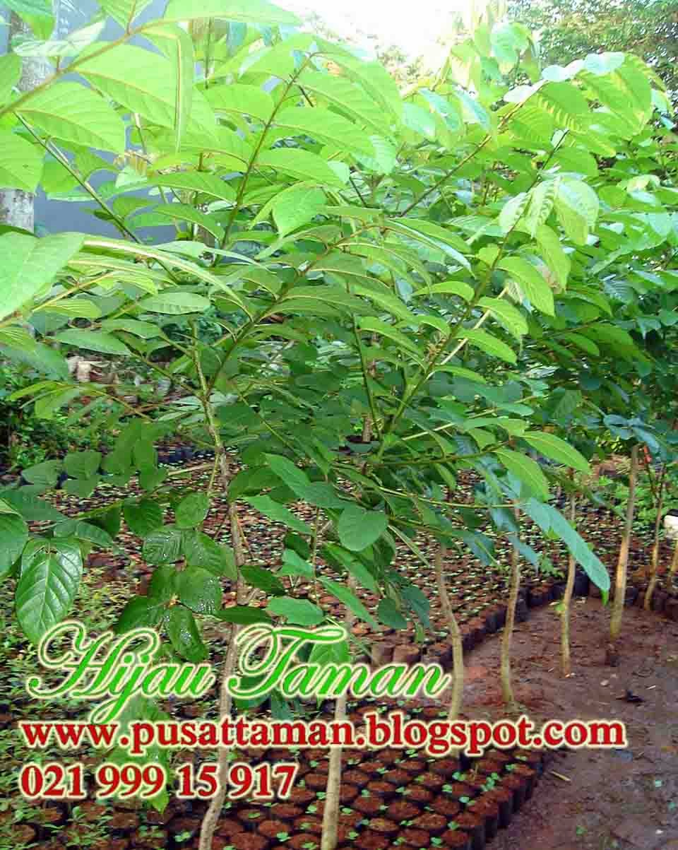 POHON SEPATU DEA | JUAL POHON PELINDUNG | TUKANG TAMAN