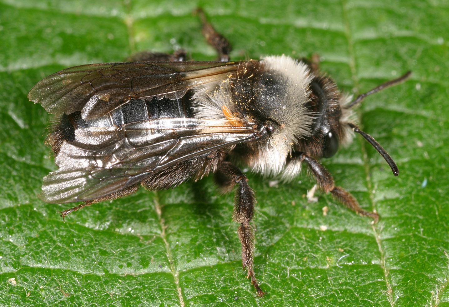 Real Monstrosities: Oil Beetle