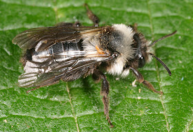 Real Monstrosities: Oil Beetle