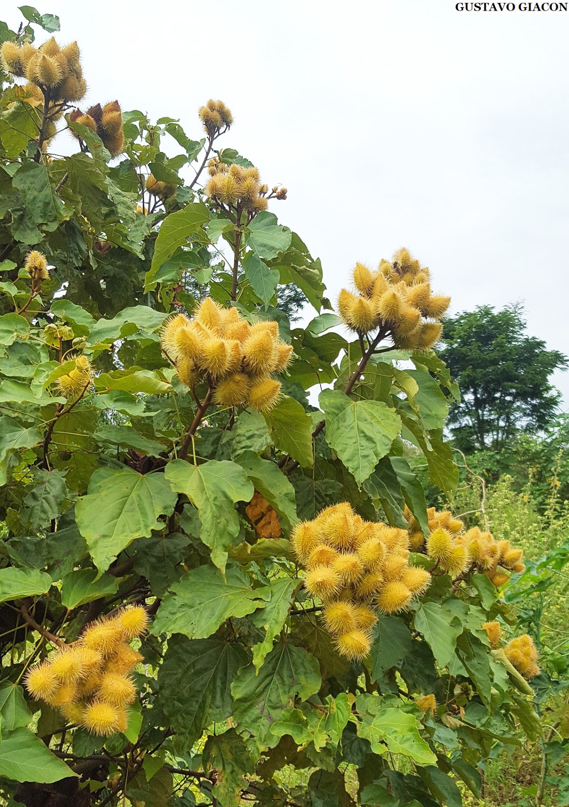 Viveiro Ciprest - Plantas Nativas e Exóticas: Urucum Amarelo ou Colorau ...
