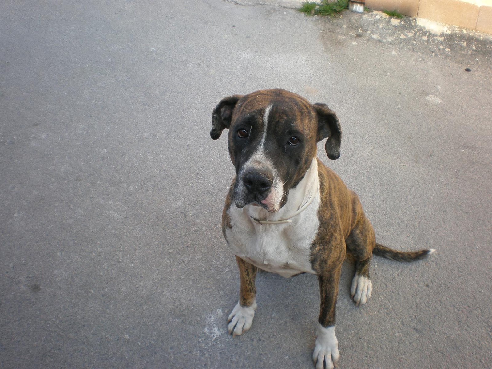 Hijos del Asfalto: CARITA DE PENA - EN ADOPCIÓN!!