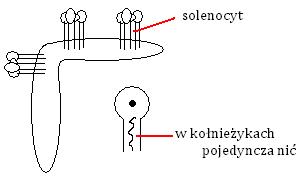biologia: BEZCZASZKOWCE