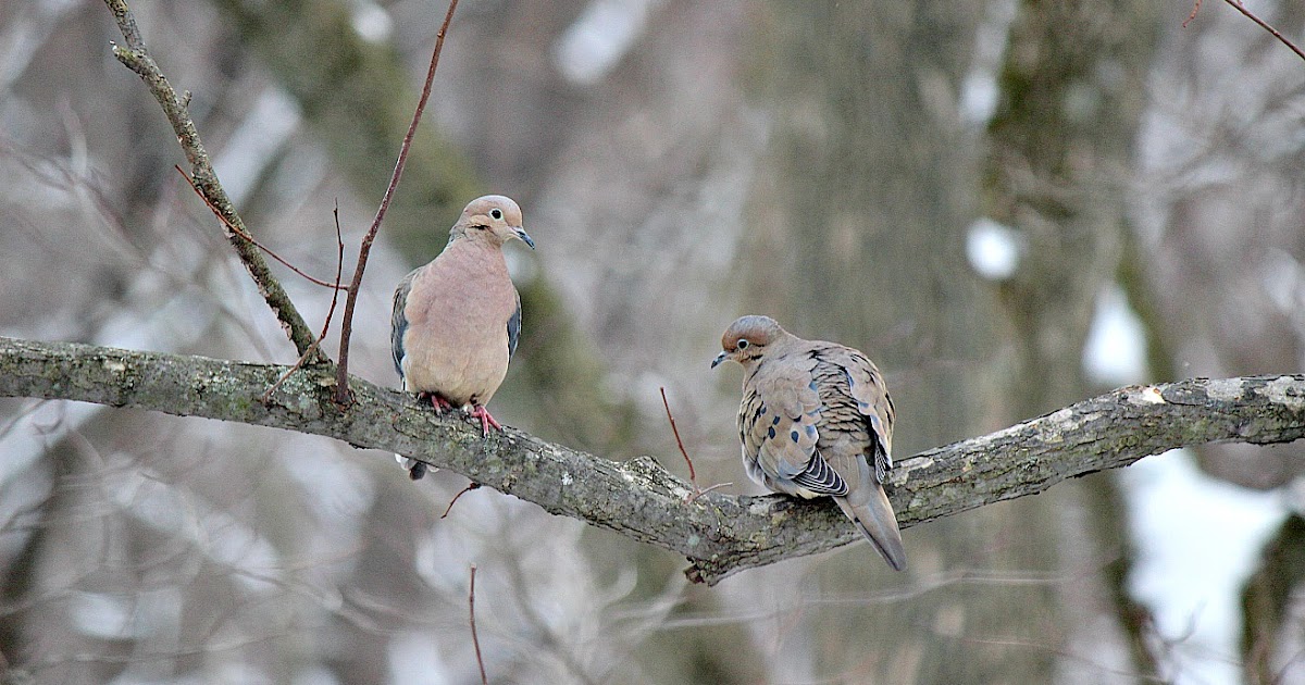 2 Beautiful Pictures Of Doves - 2 Phopto