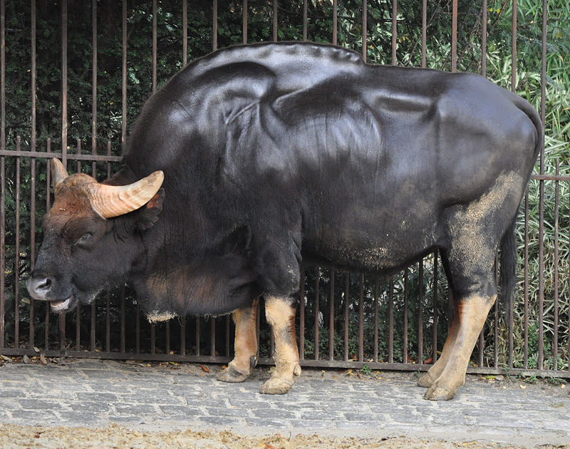 ZOOTOGRAFIANDO (6.100 ANIMALS): GAUR / GAUR (Bos gaurus)