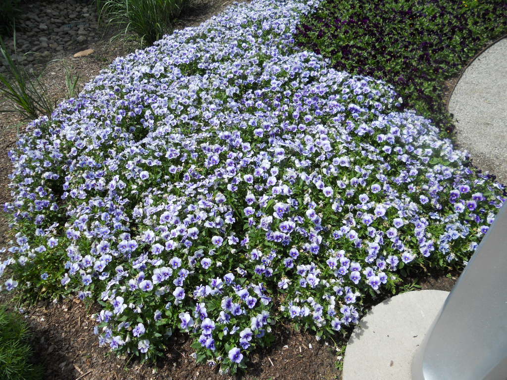 An RVers Road Trip Without the RV: The North Carolina Arboretum