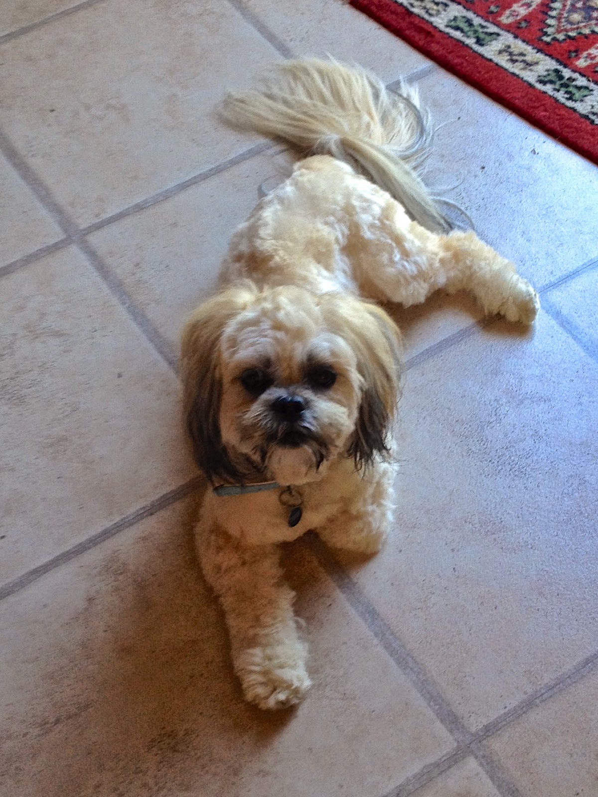 Kærlige, billedskønne Lhasadoodle-hvalpe: Mød ni smukke lhasa doodle hvalpe