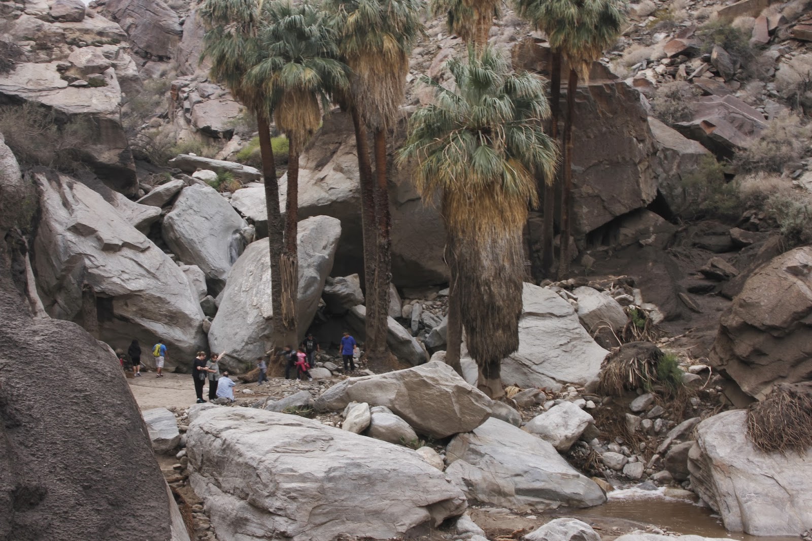 Deserts and Beyond: Palm Springs Indian Canyons