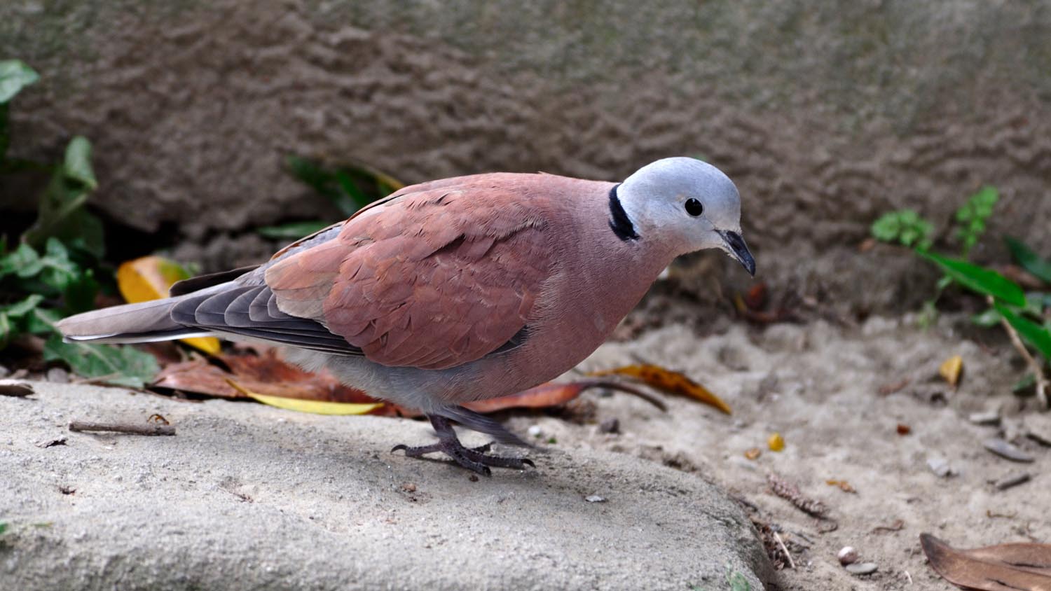 The Amazing Birds: Red Turtle Dove (紅鳩), Stroptopelia tranquebarica