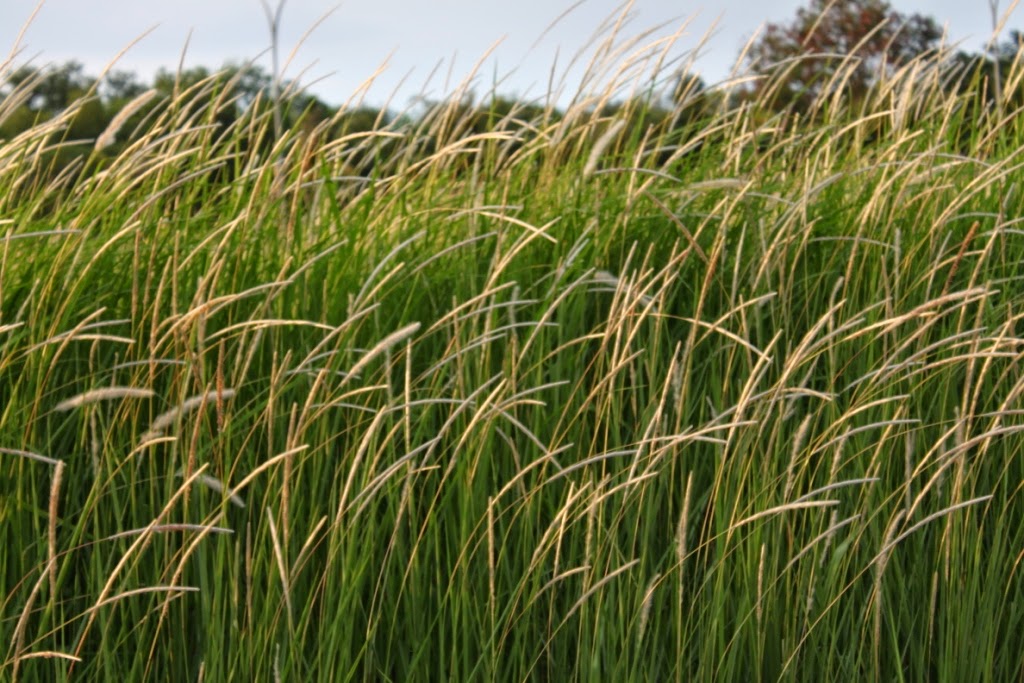 Khasiat Utama tanaman Ilalang bagi kesehatan - MISBAH BLOG