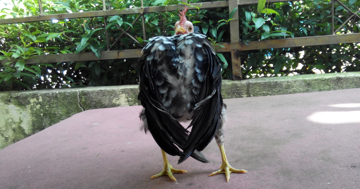 Serama Malaya: Panglima Hitam Malaya (The Malayan Black Warrior)