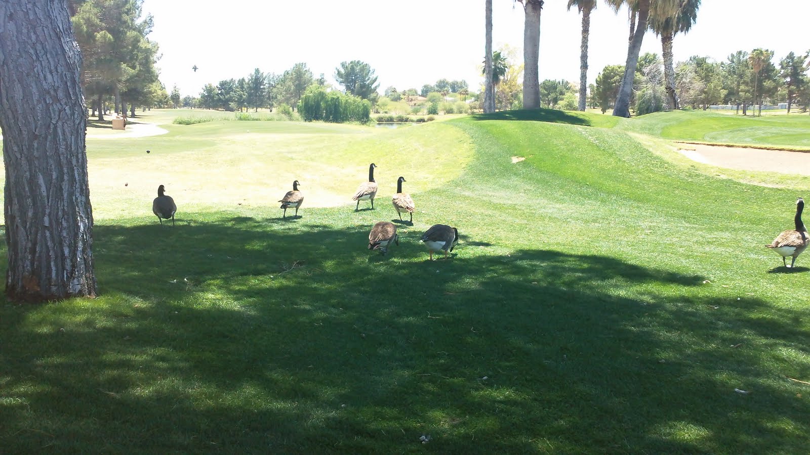 Golf Tips & Quips: Three Bad Shots And One Good Shot Still Make Par