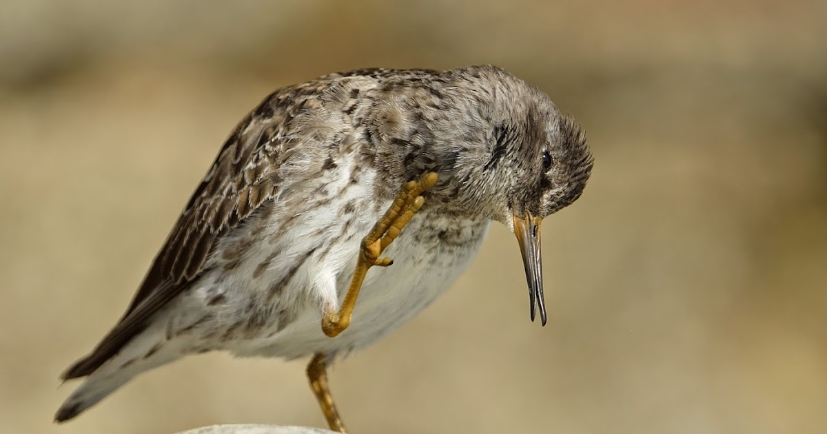 Steve Rogers birding: Summer plumage Purple Sandpipers at Battery Rocks ...