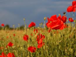 Florilegiu floral: Cântec despre maci