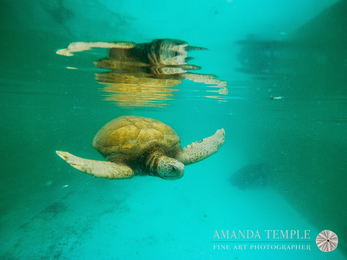 Bermuda Photographer - Amanda Temple: The Turtle Project