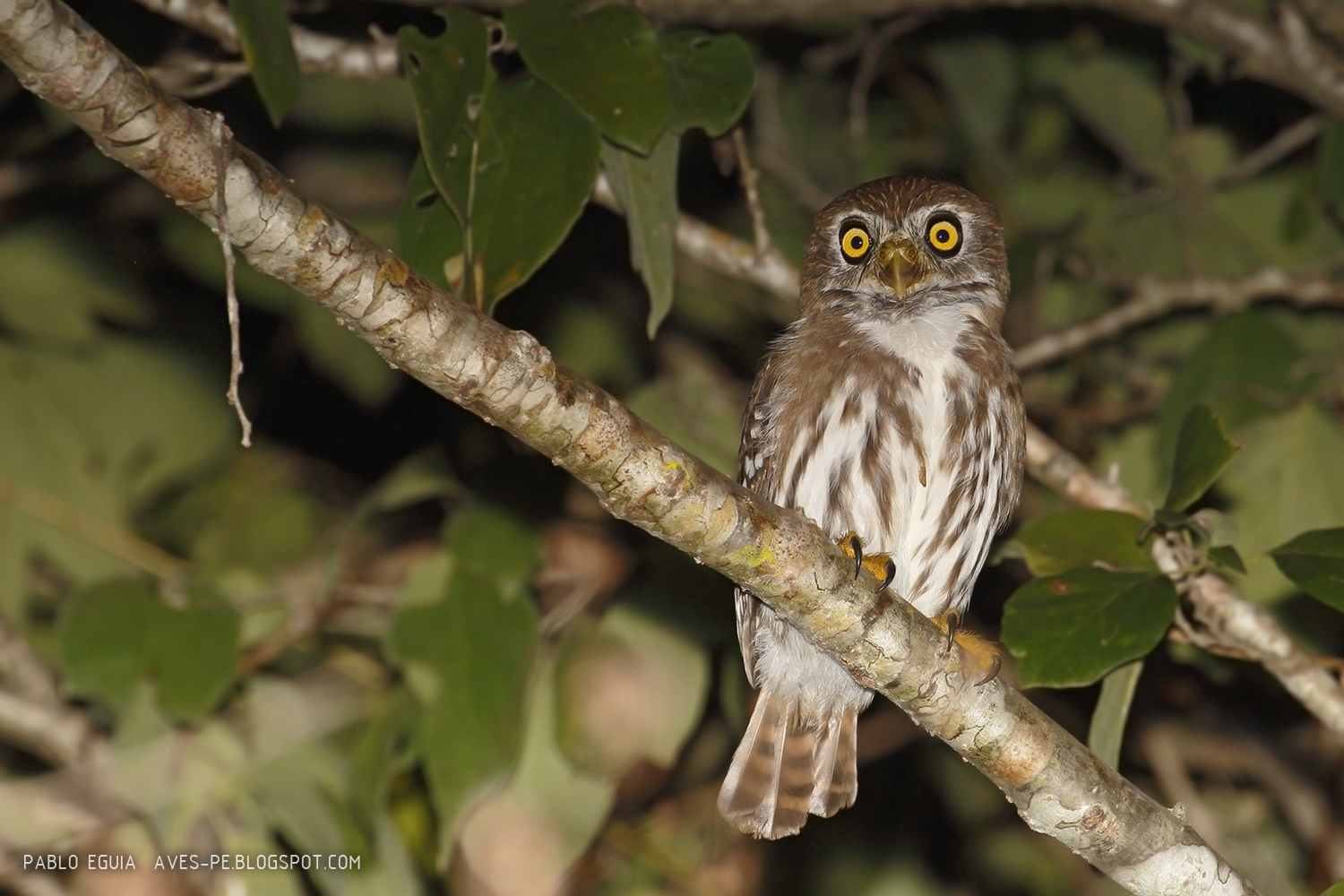 mis fotos de aves: Glaucidium brasilianum Caburé Chico Ferruginous ...