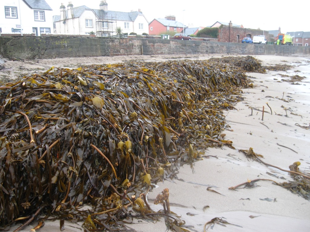 French Vocabulary Illustrated: varech