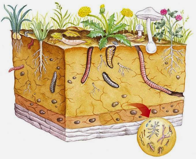 Professora Aline Rodovalho: O que existe no solo?