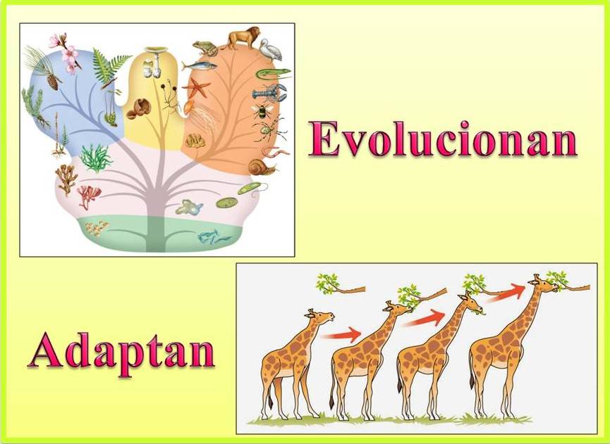 Que Es La Adaptacion Biologia - abstractor