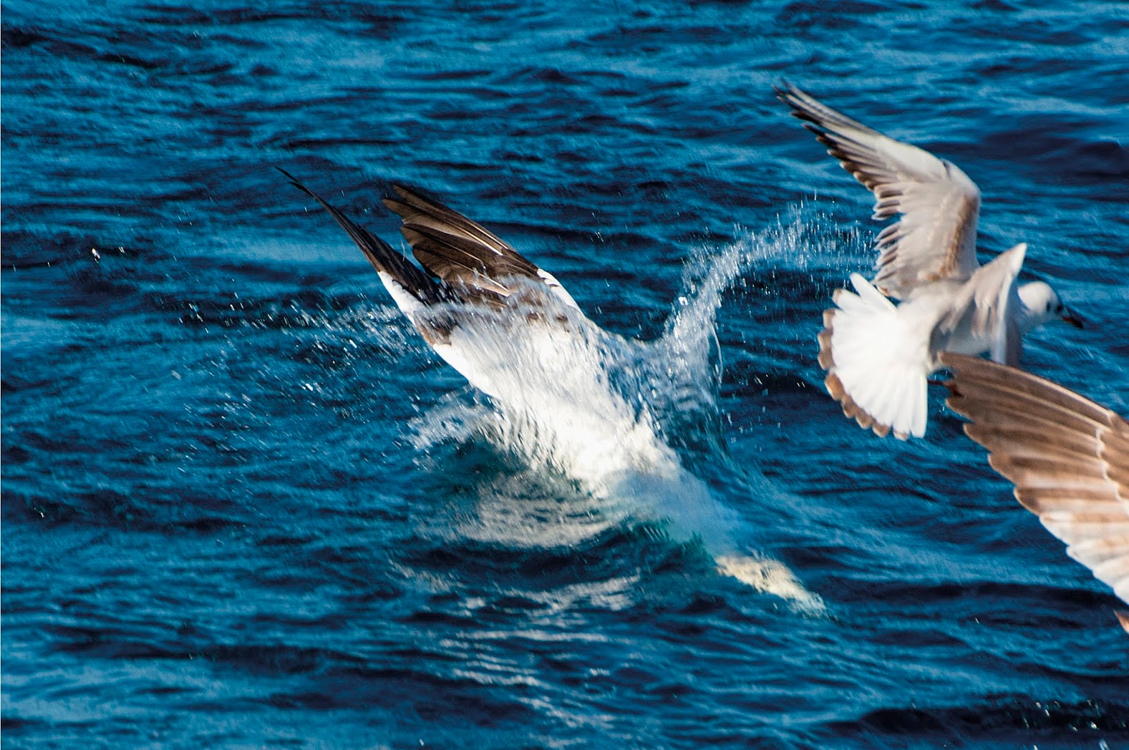 El Archivo Natural Fotográfico de Carlos Capitán Romero: Especial ...