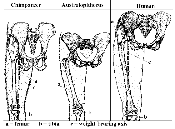 The Ambling Australopithecine