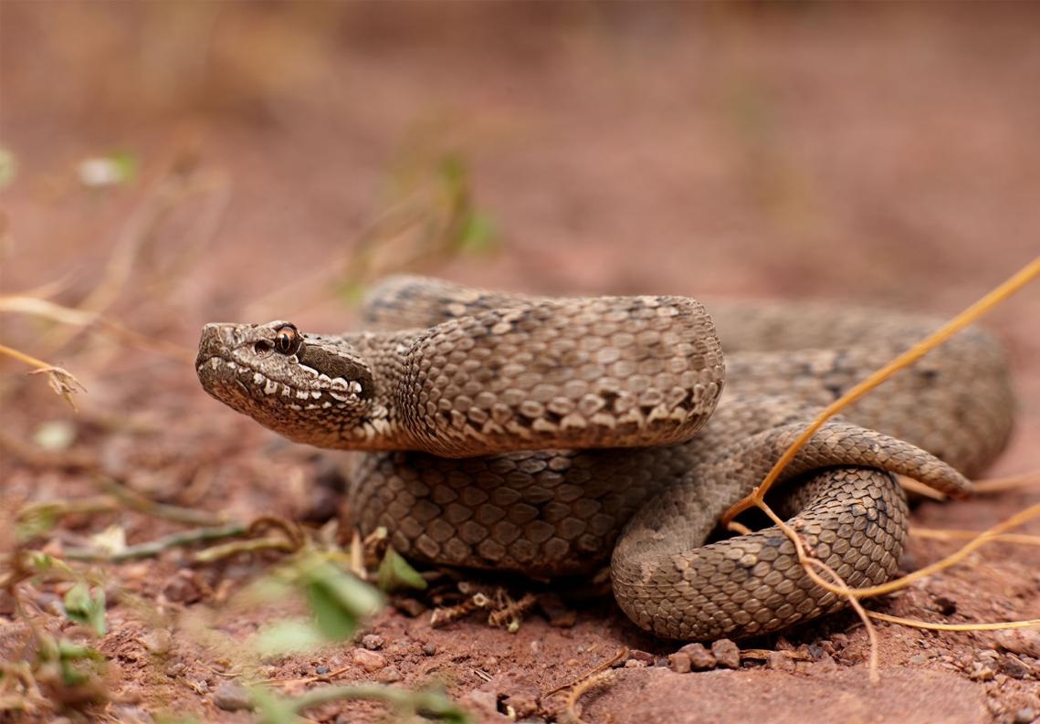 Species New to Science: [Herpetology • 2016] Gloydius rickmersi • Alai ...