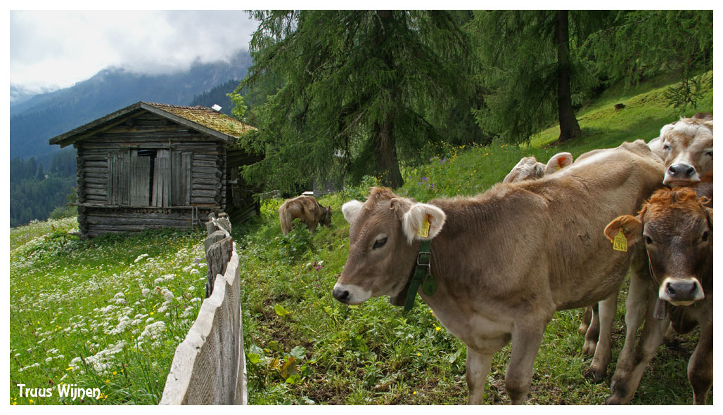 Wandel-, Fiets- en FotografieWeblog: Zwitserland = Koeien en nog eens ...