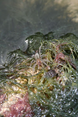 Real Monstrosities: Marine Spider