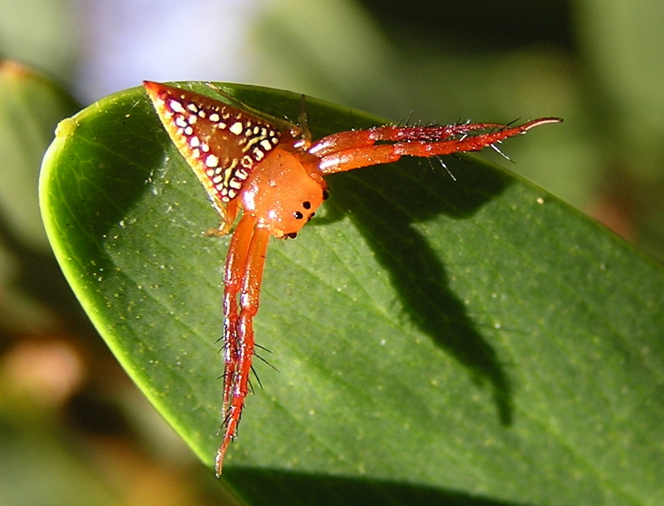 У тёти Сони: Треугольный паук Arkys lancearius