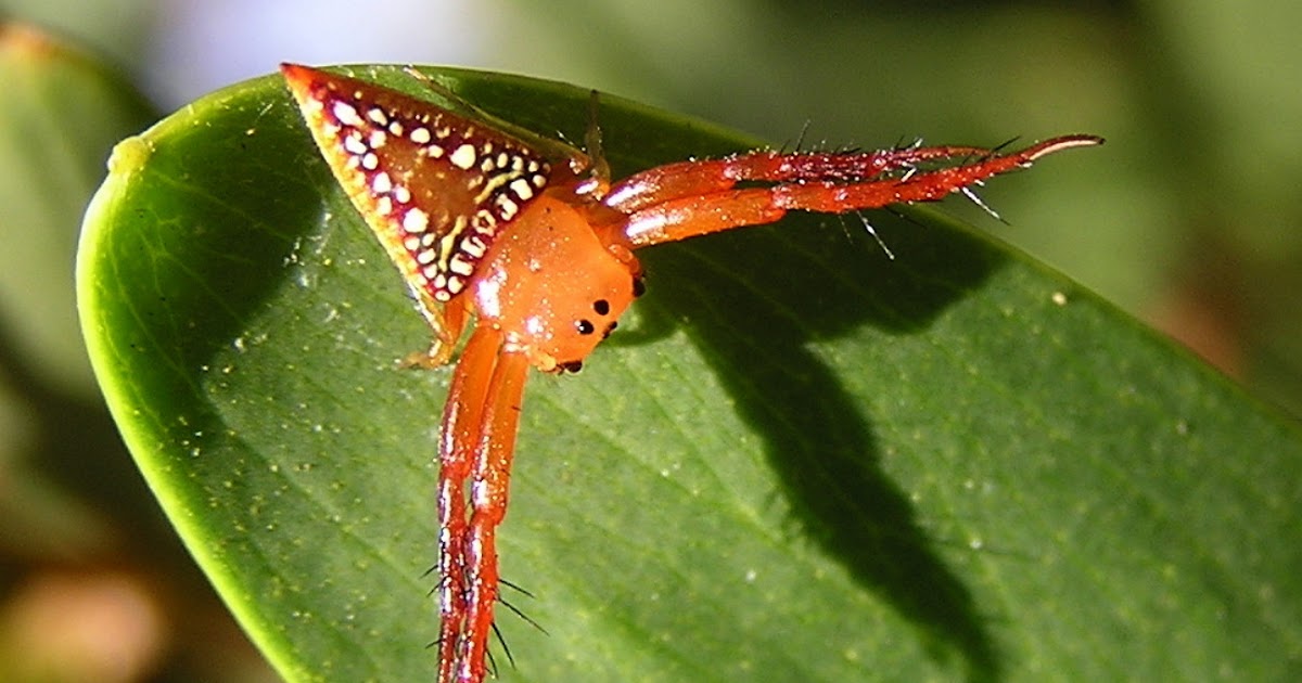 У тёти Сони: Треугольный паук Arkys lancearius