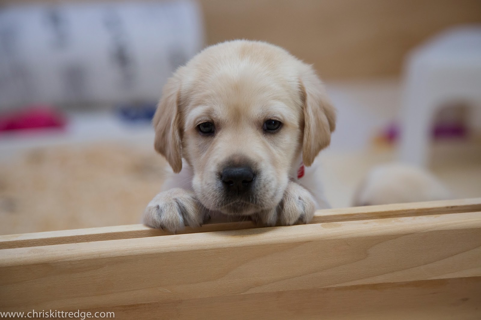 PJ: The Life and Times of a CCI Facility Dog: Meet the P Litter pups!