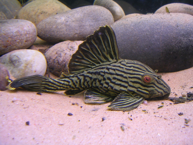 Royal Pleco L190 ( Panaque nigrolineatus ) | FISH WORLDs.com