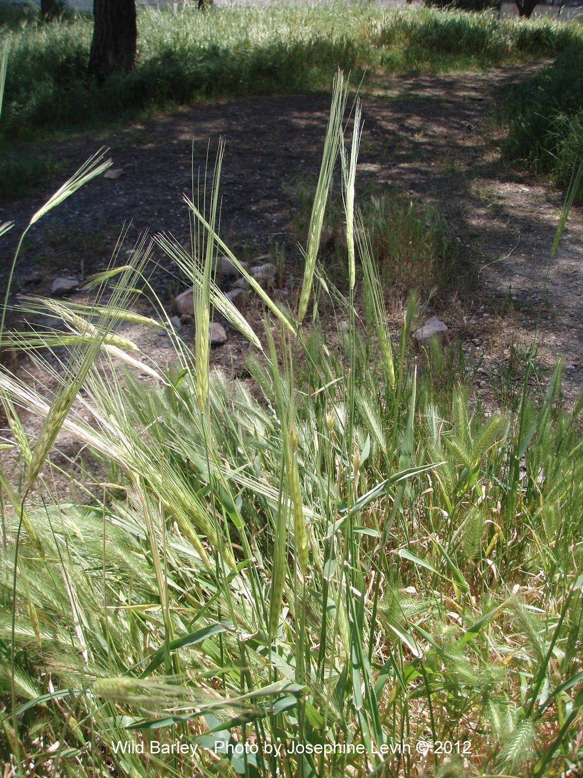 Jerusalem Wildflowers, Herbs & Trees, Israel : COUNTING THE OMER - BARLEY