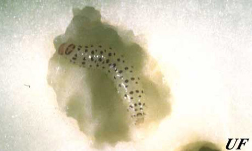 Vegetable Gardening in SW Florida: The pickle worm commeth