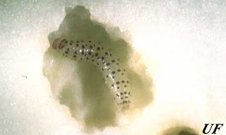 Vegetable Gardening in SW Florida