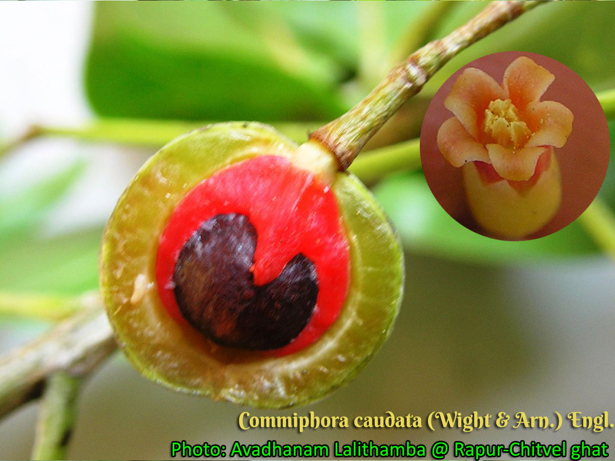 Medicinal Plants: Commiphora caudata, கிளுவை, Seevaya, Kiliya-maram ...