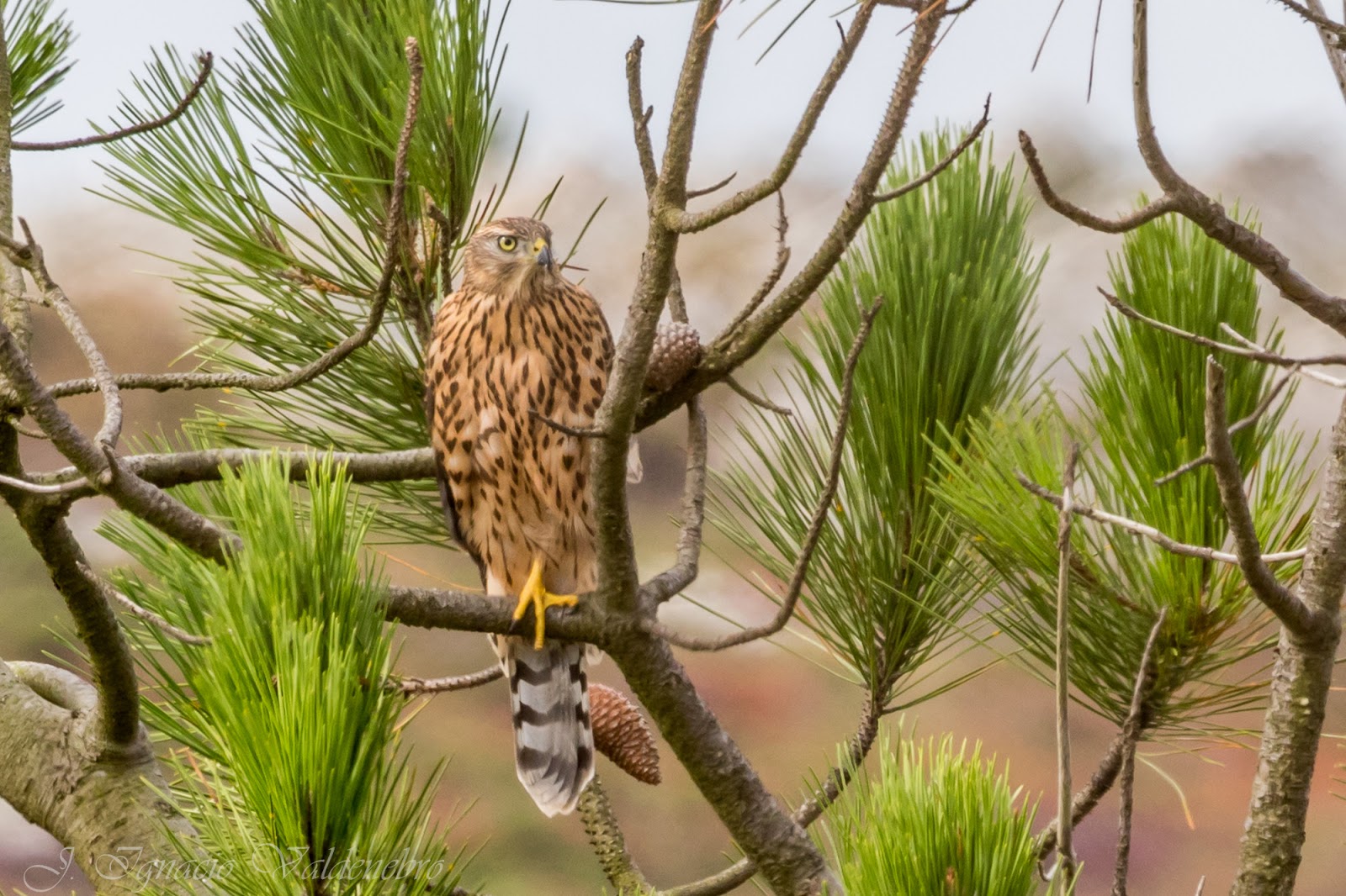 DocNatureBlog: En Peñas, mi ave rapaz favorita. Azor Común (Accipiter ...