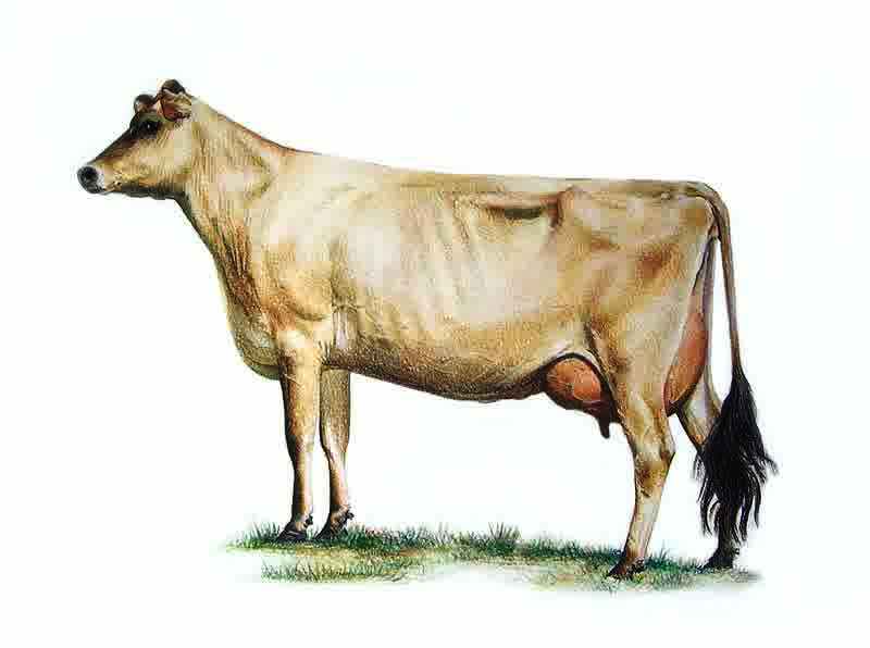 Cara Beternak: 10 Gambar Sapi Terbaik