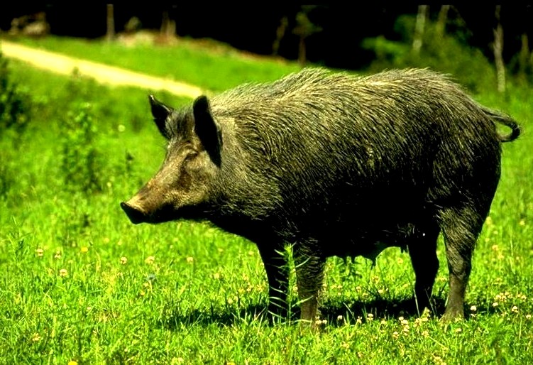 WE ARE IN FOREST: WILD BOAR
