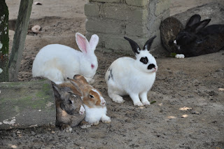 Sungai Siput Boy: Pekan Broga: Gigantic Monkey God at Sak dato Temple ...