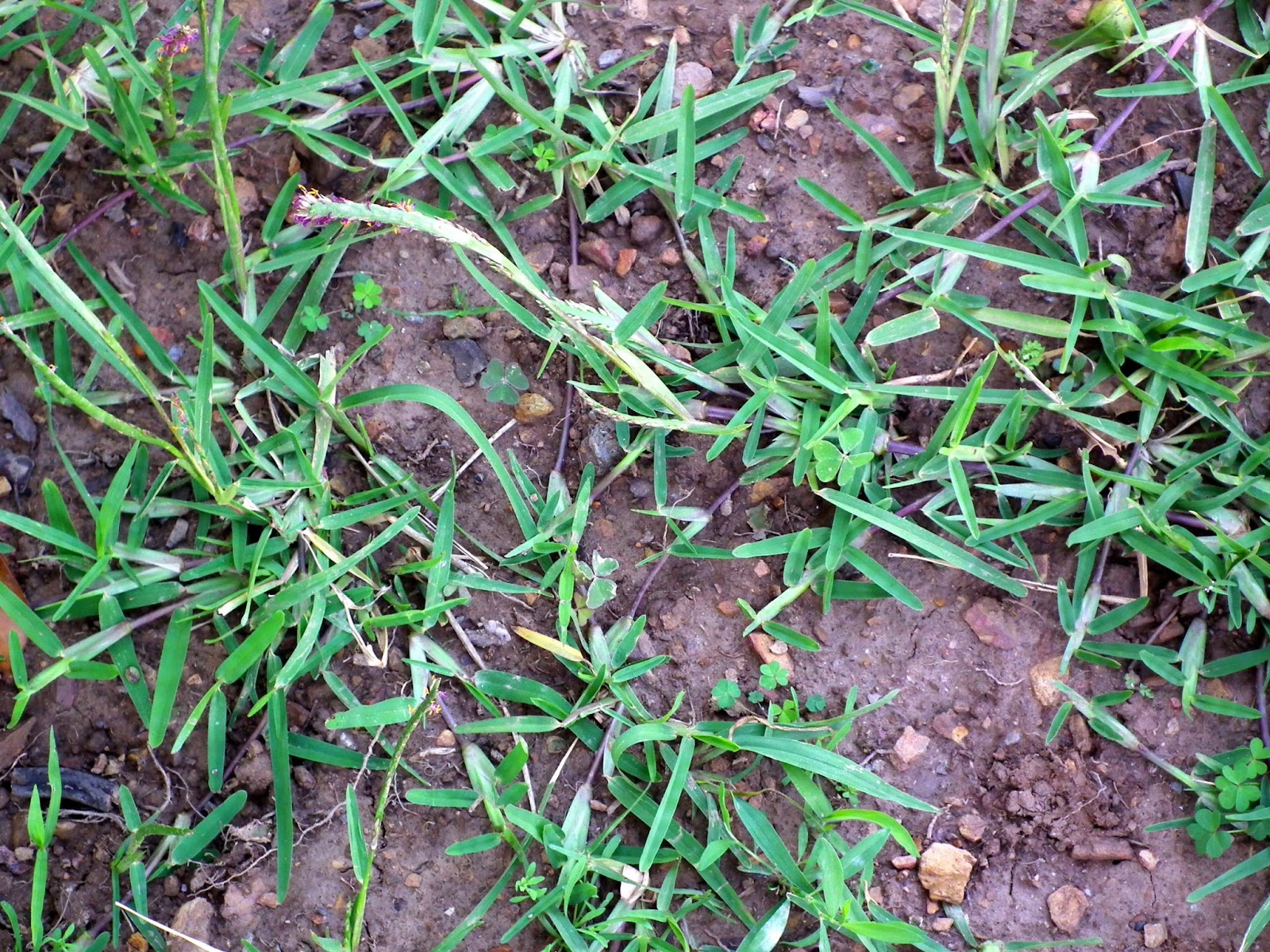 Bucólico Anónimo : As ervas e o relvado