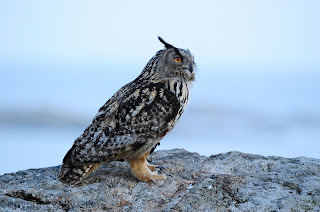 Willy Gill Naturfoto: Herlig natt i hubroland/Fantastic meeting with ...