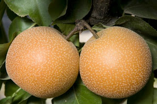 Temperate Climate Permaculture: Asian Pear Varieties... just a sampling