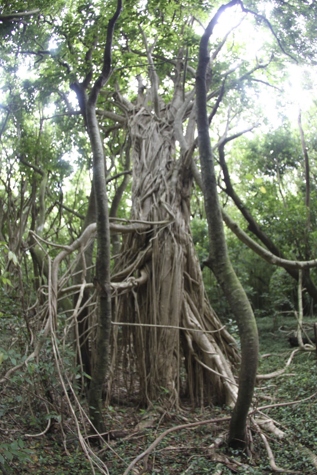 ADVENTURE TEAM HAWAII: Kaniakapupu Ruins