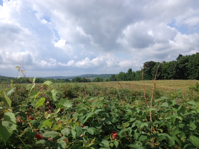 Ramblin' with AM: Raspberry Fields Forever