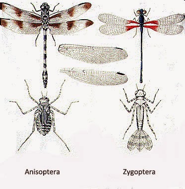 Biologi Capung (Ordo Odonata) - EDUBIO