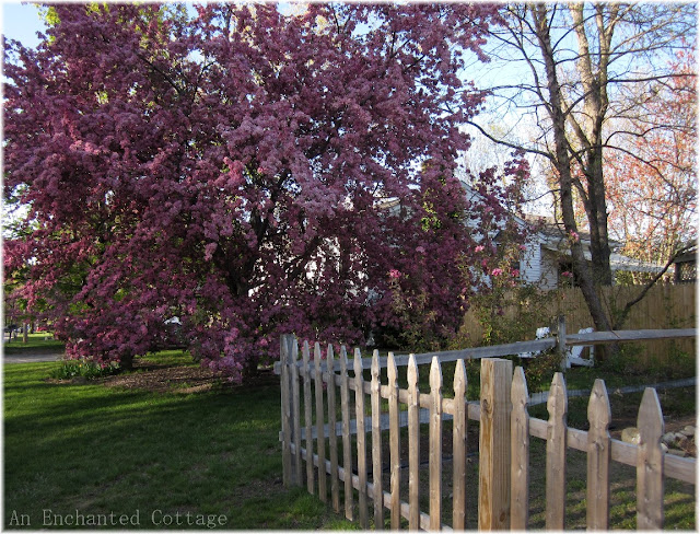 An Enchanted Cottage: Our pink flowering hoppa crab trees are in full ...