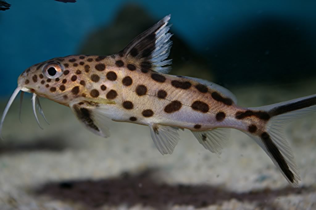 The world family aquarium fish catfish Mochokidae