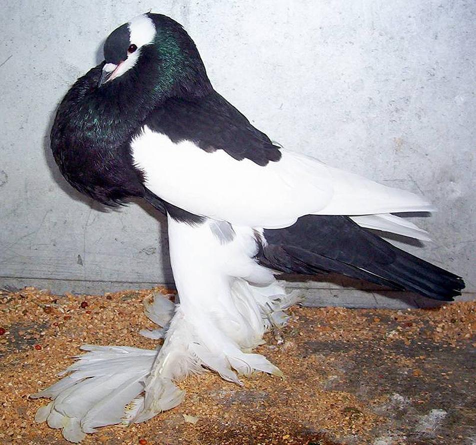 HAPPYPETSMARAKKARA: pouter pigeon